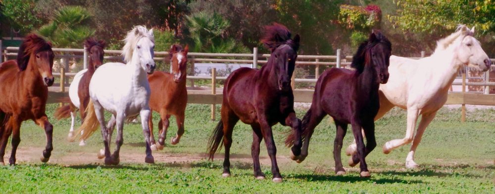 Caballos y ponis - S'Hort Vell